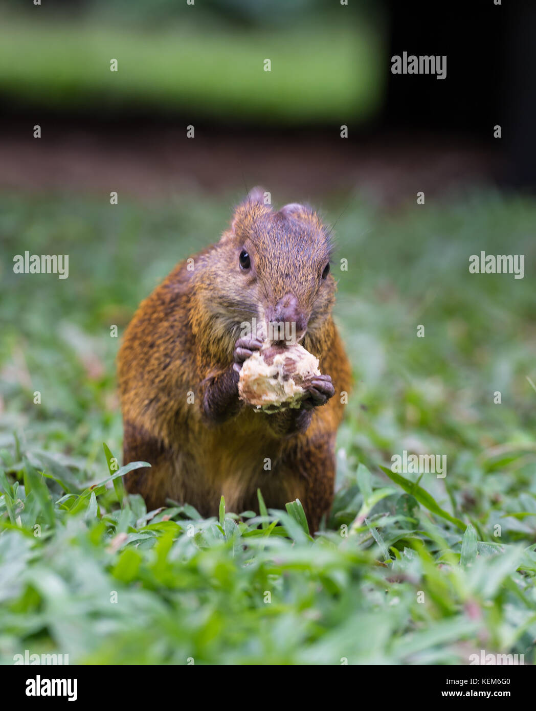 Red rumped agouti hi-res stock photography and images - Alamy