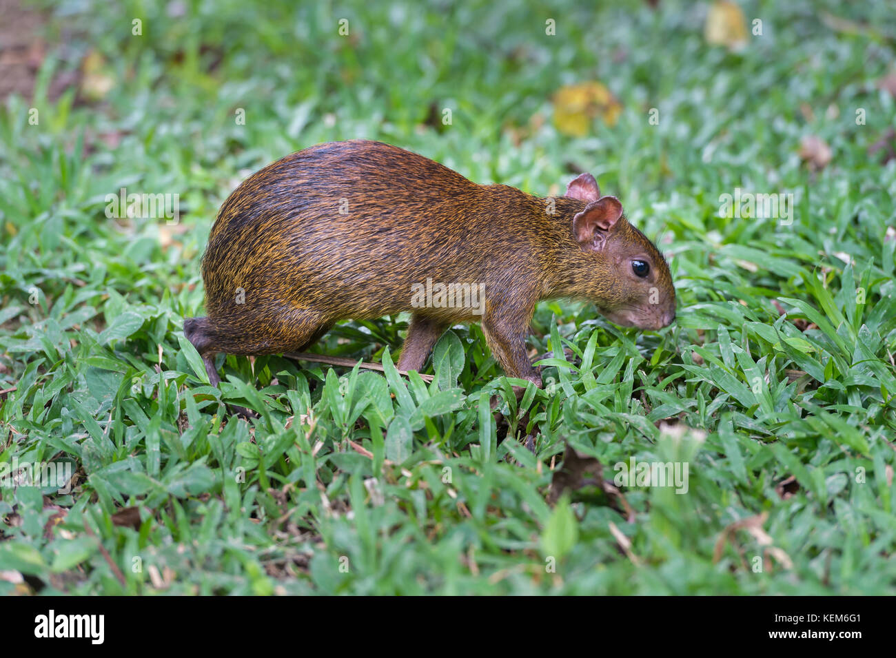 Agouti, (Dasyprocta leporina),scavenges for food in the Amazon Rain ...