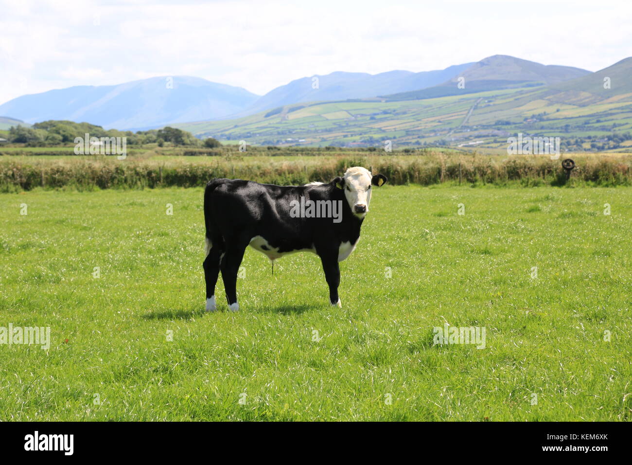 Irish Cows in field Stock Photo - Alamy