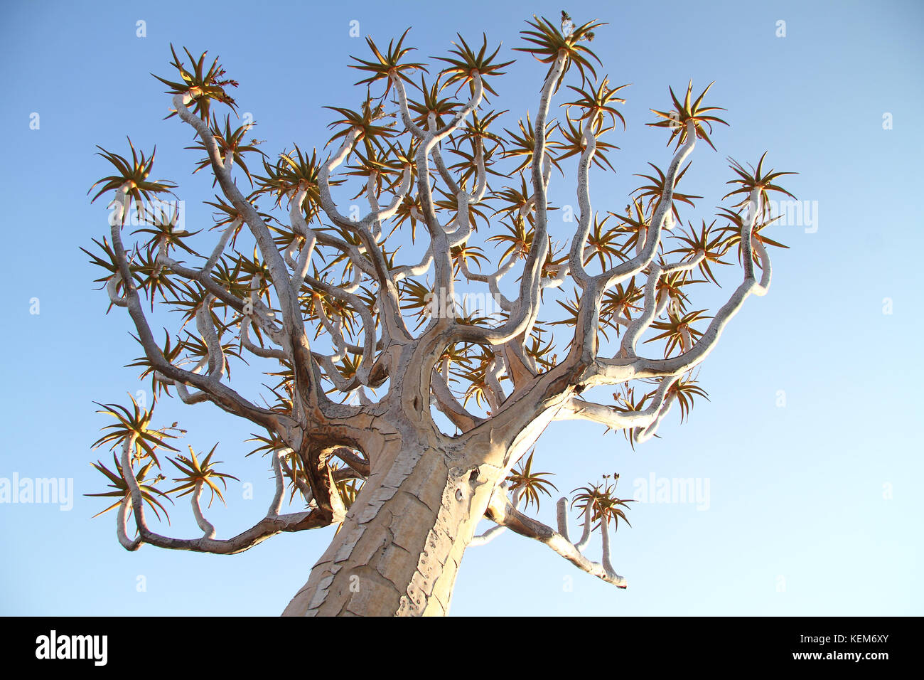 Quiver tree (Aloe dichotoma) view in the quiver tree forest ...