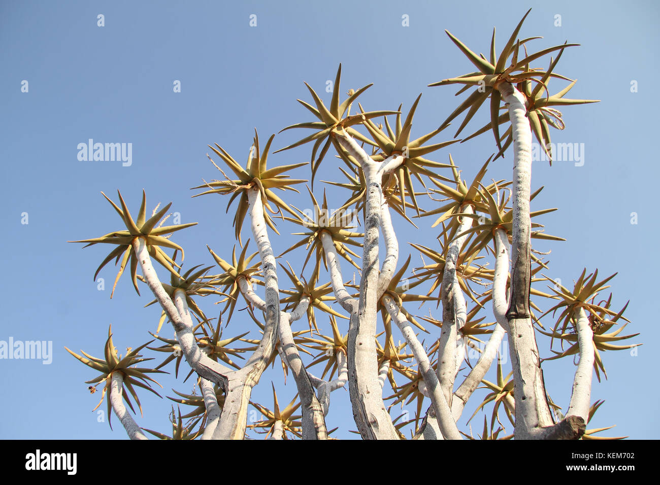 Quiver tree (Aloe dichotoma) view in the quiver tree forest ...