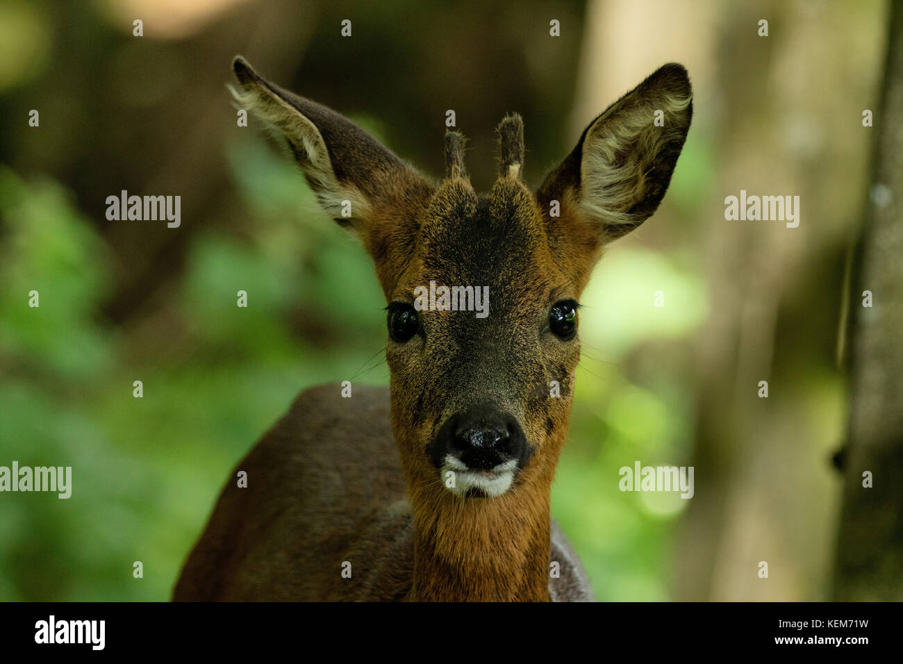 Timid young male Roe Deer at Gouthwaite Nature Reserve,Nidderdale,North ...