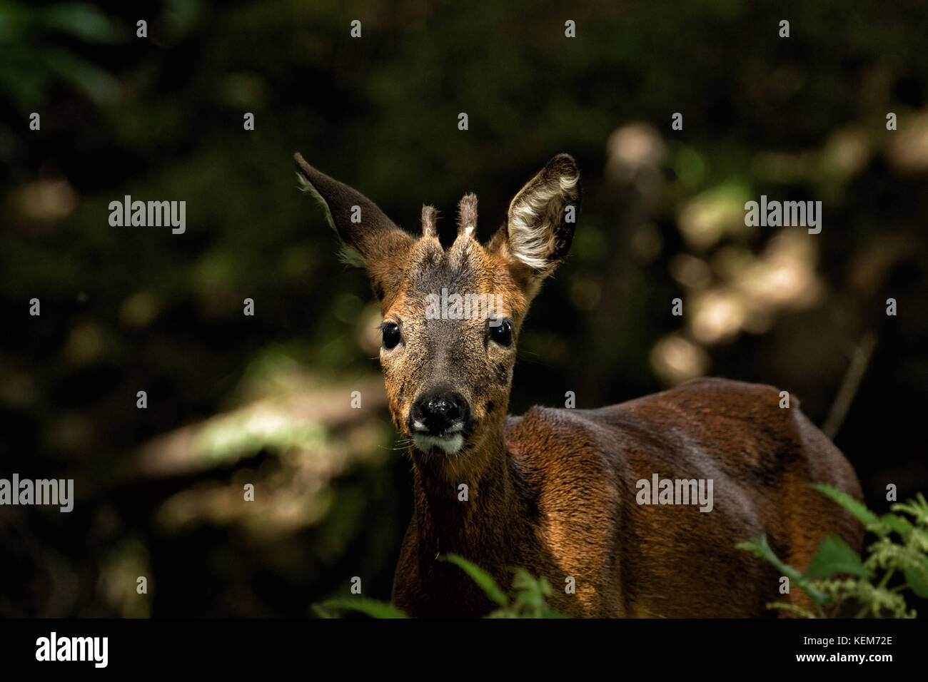 Timid animals hi-res stock photography and images - Alamy