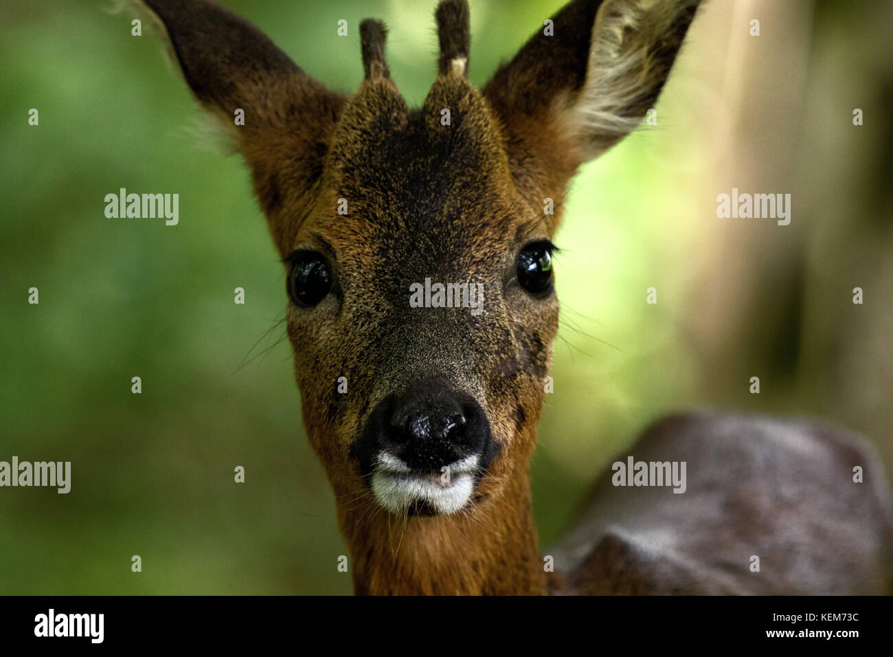 Timid young male Roe Deer at Gouthwaite Nature Reserve,Nidderdale,North ...