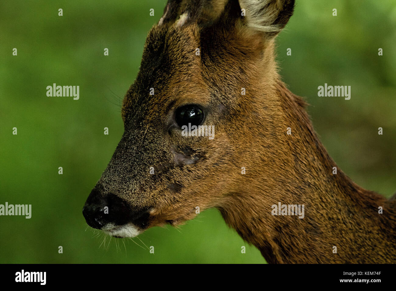 Timid young male Roe Deer at Gouthwaite Nature Reserve,Nidderdale,North ...