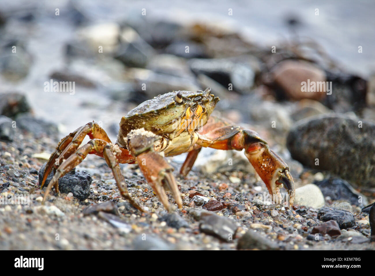 Common shore crab hi-res stock photography and images - Alamy