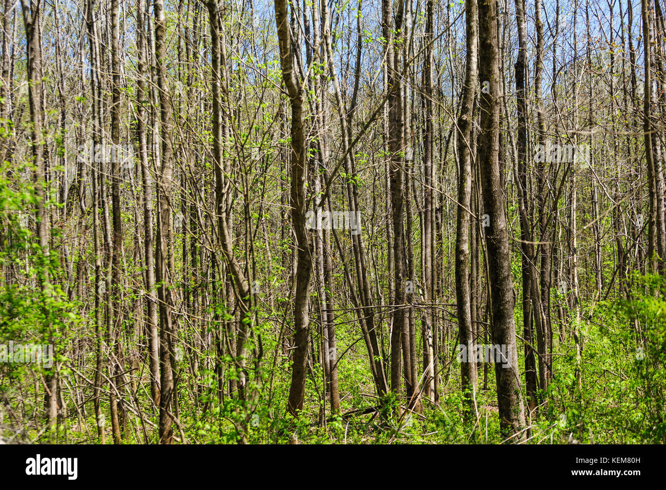 Many new trees in New Growth in Spring Stock Photo - Alamy