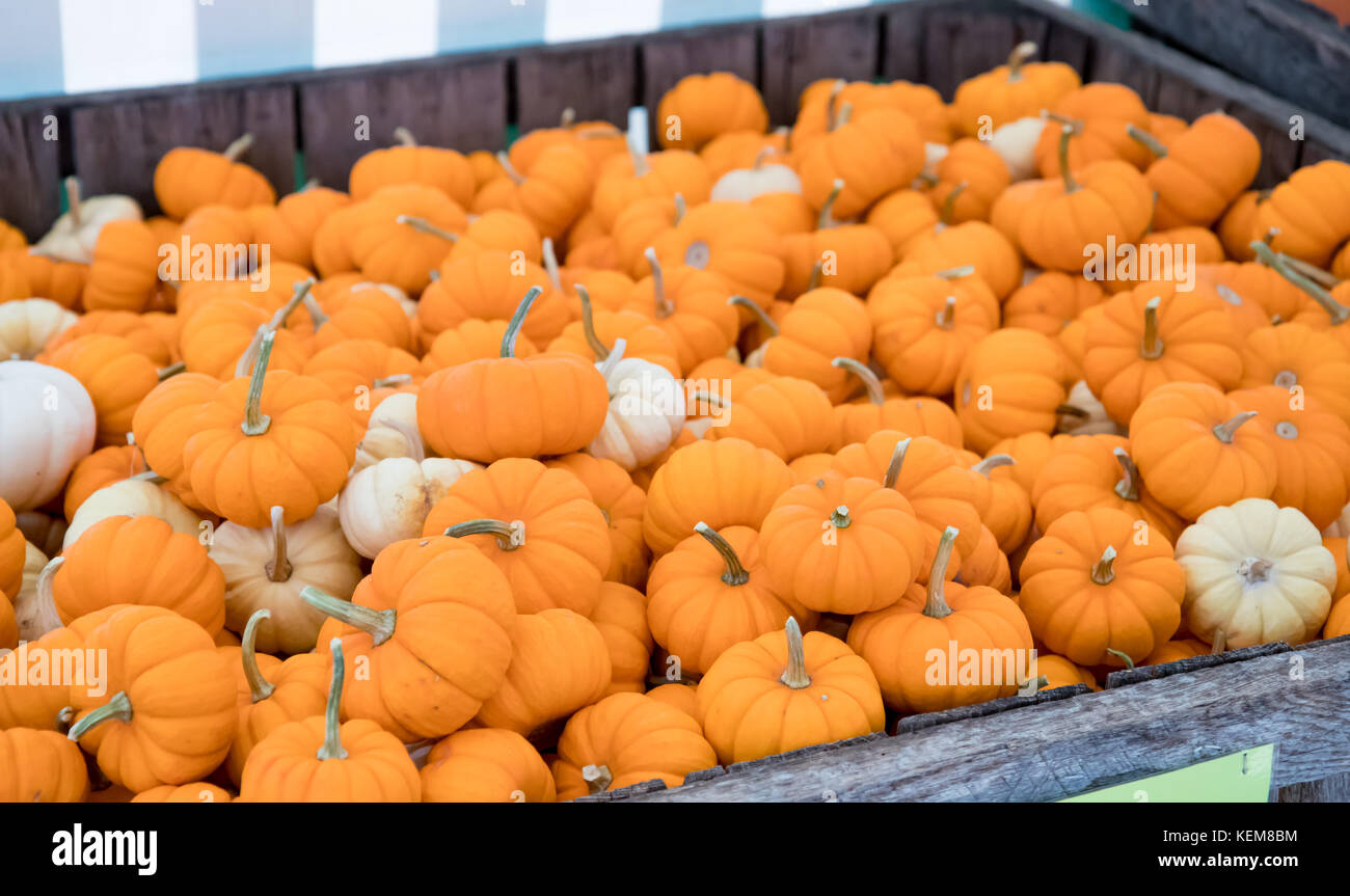 Decorative mini pumpkins for sale at an outdoor farmer's market in the ...