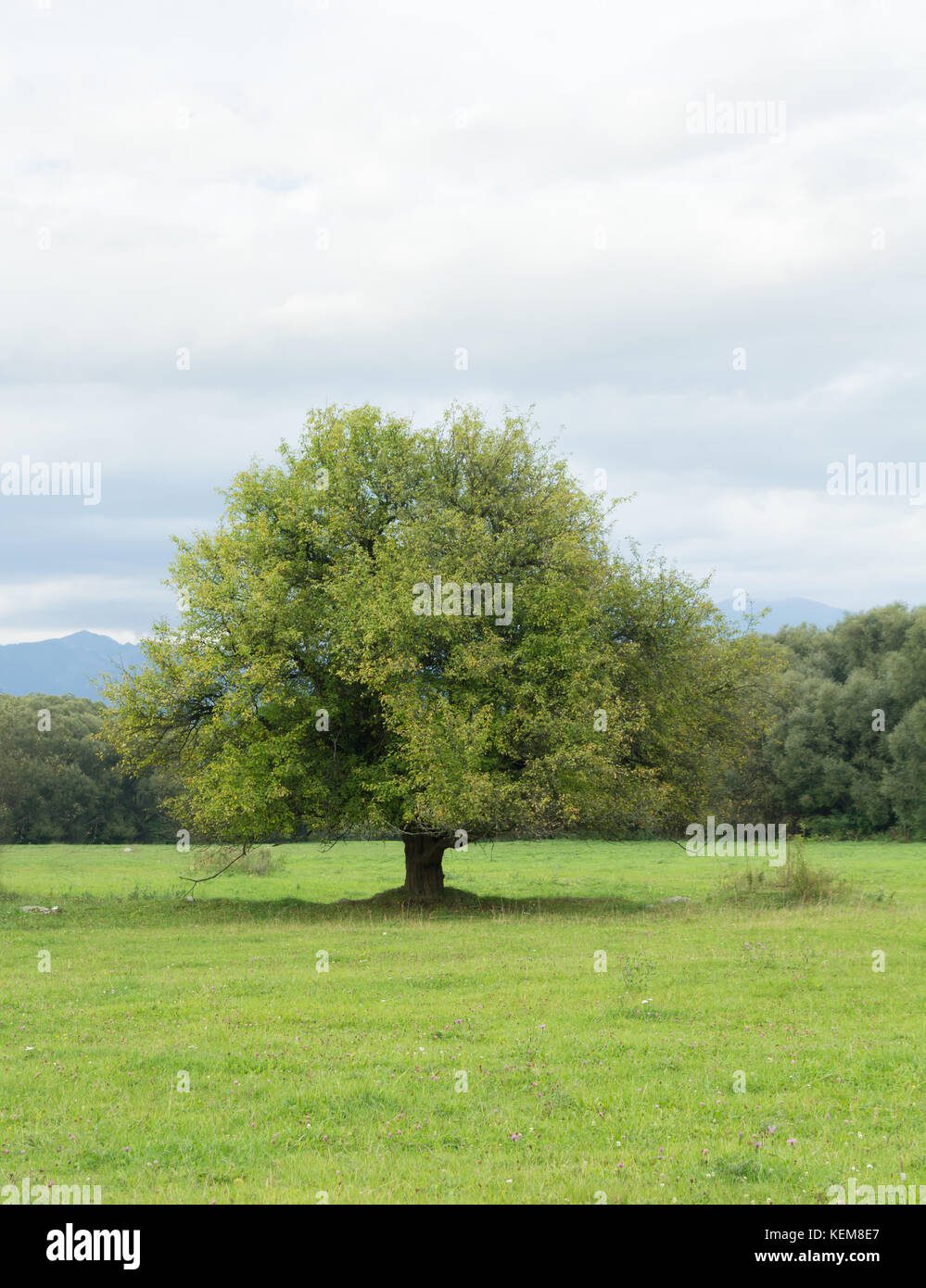 Old tree hi-res stock photography and images - Alamy