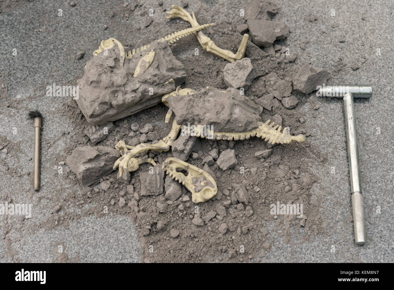 Dinosaur Bones Dig High Resolution Stock Photography and Images - Alamy