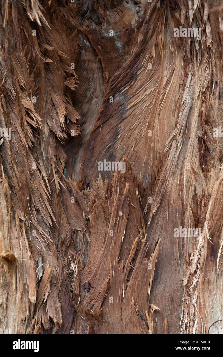 tree with damaged bark close up Stock Photo - Alamy