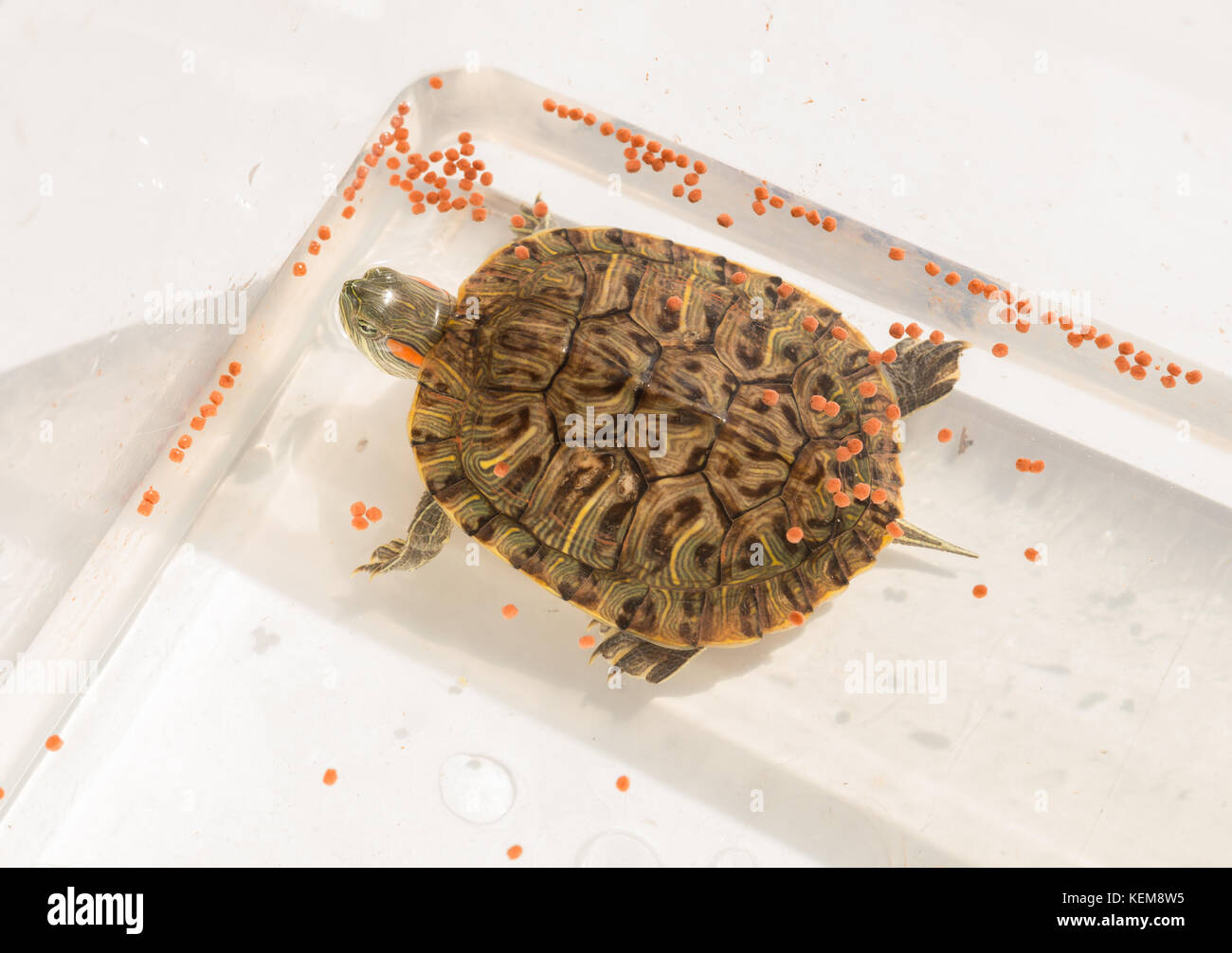 Pet turtle in tank hi-res stock photography and images - Alamy