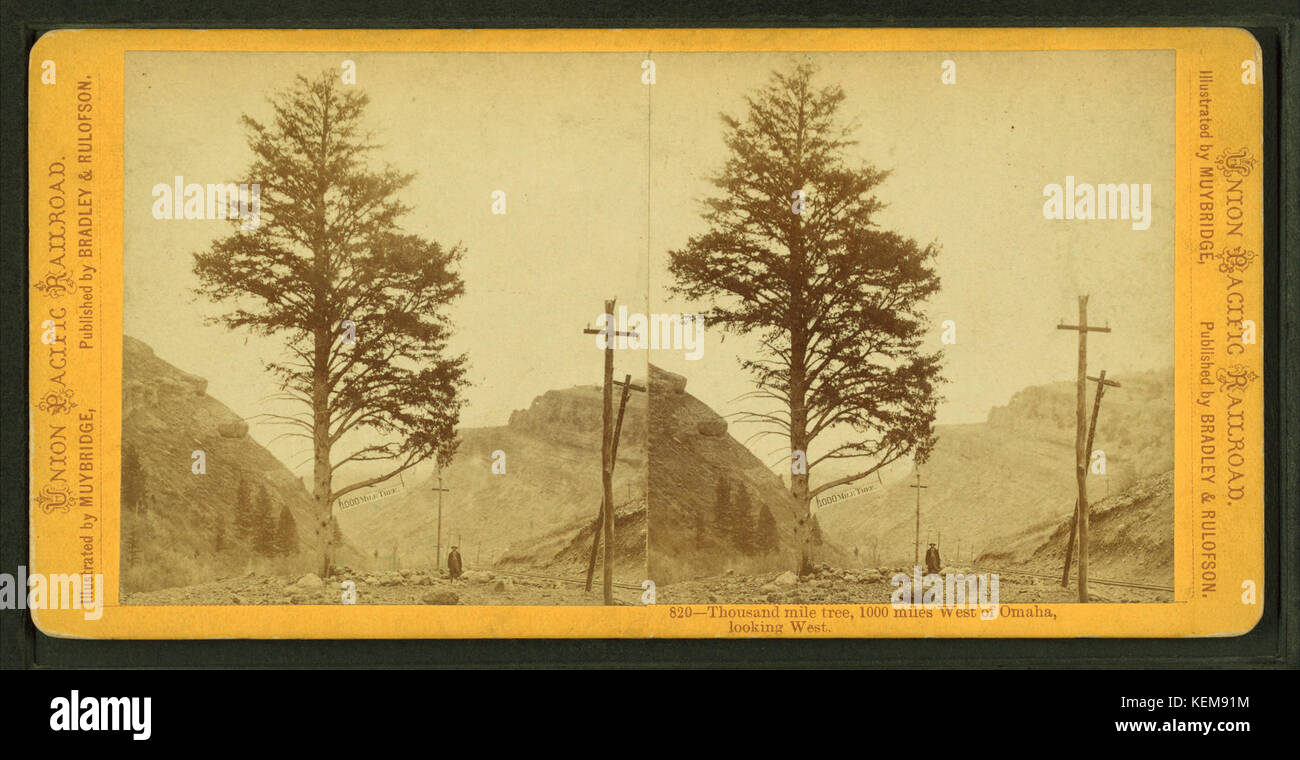 Thousand mile tree hi-res stock photography and images - Alamy