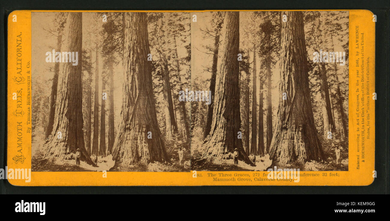 The Three Graces, 272 feet high, circumference 32 feet, Mammoth Grove ...