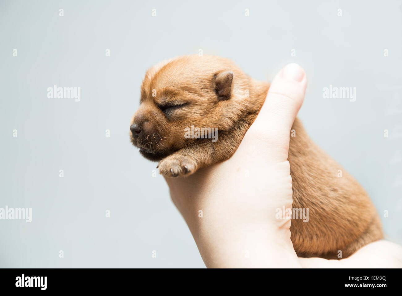 Newborn puppy hi-res stock photography and images - Alamy