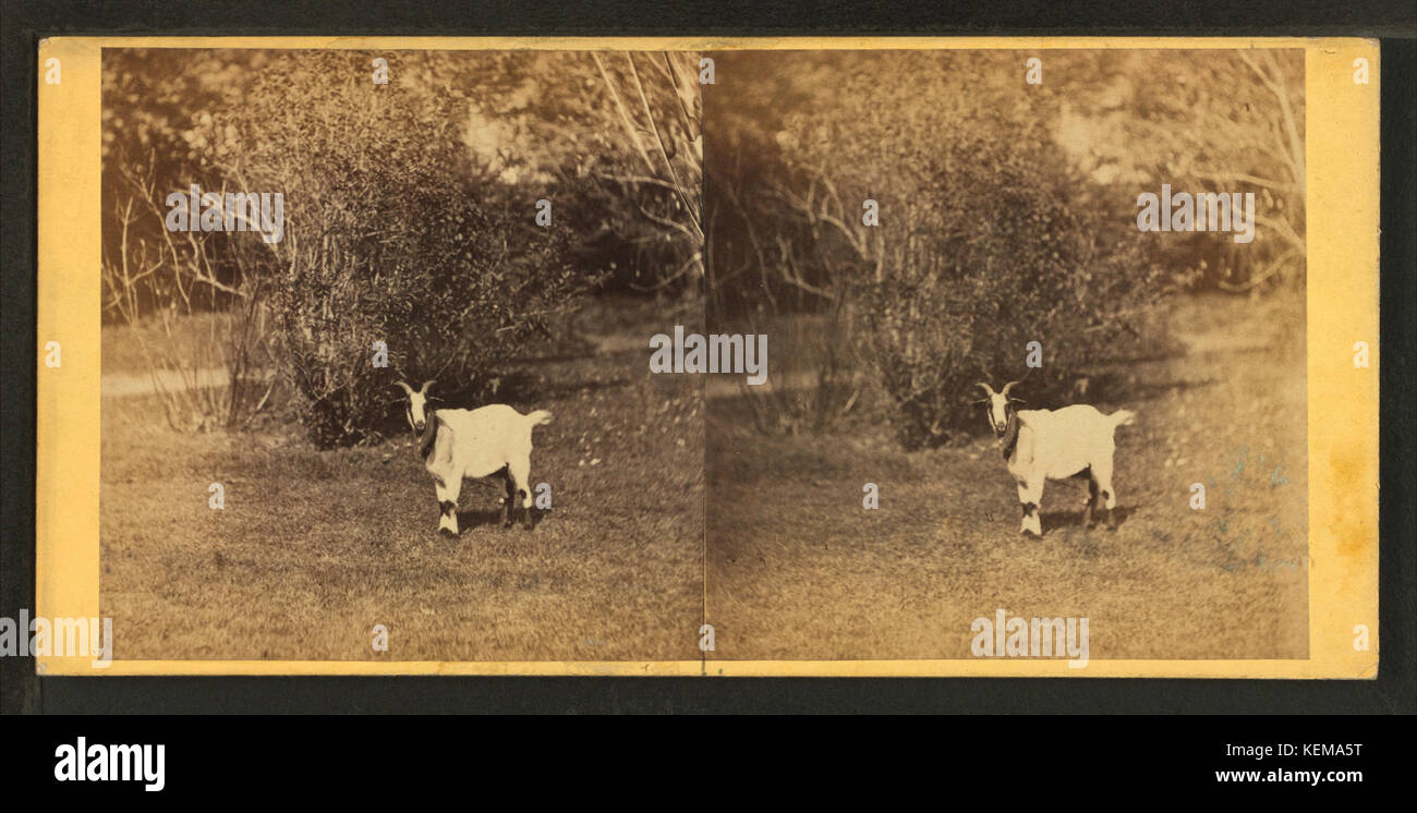 View of a goat, from Robert N. Dennis collection of stereoscopic views ...
