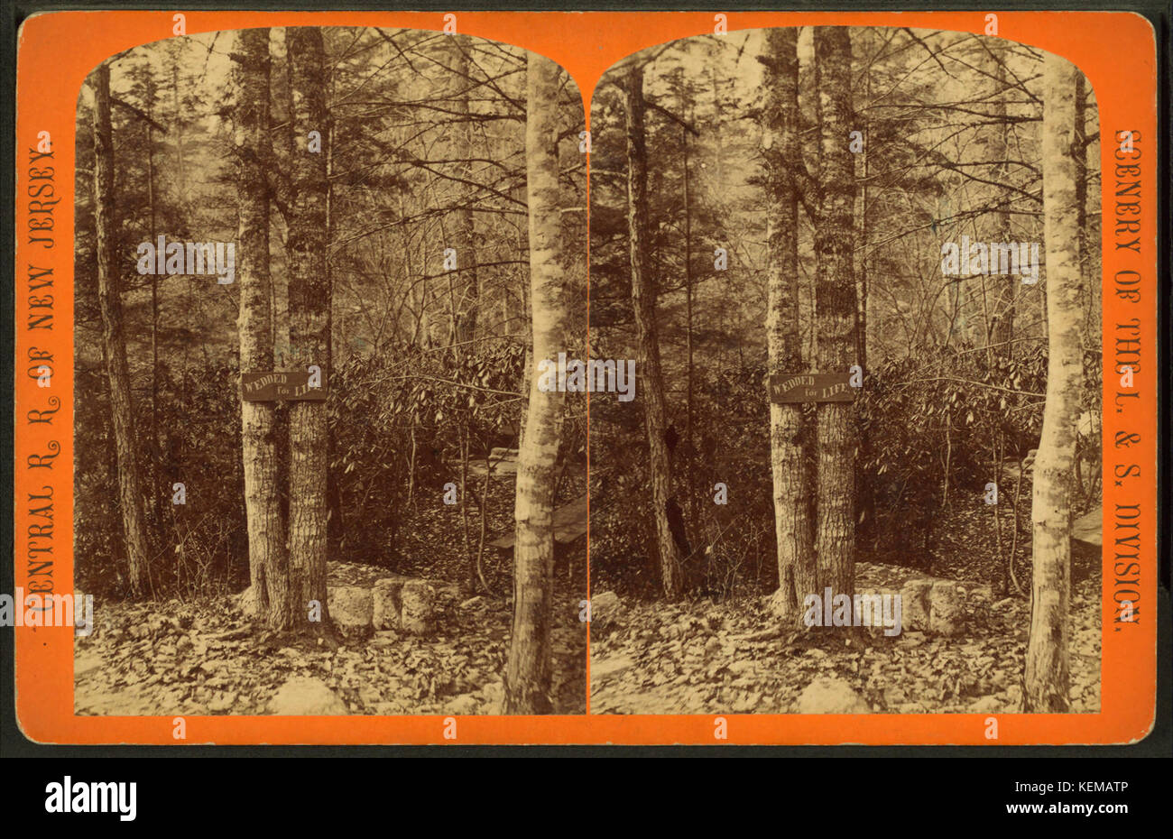 Wedded for life. (View of trees joined at the trunk.), by Gates, G. F ...