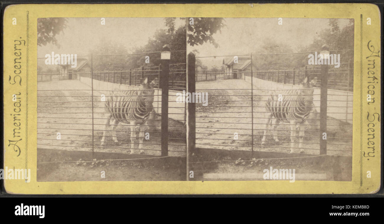 Zebra, from Robert N. Dennis collection of stereoscopic views Stock ...