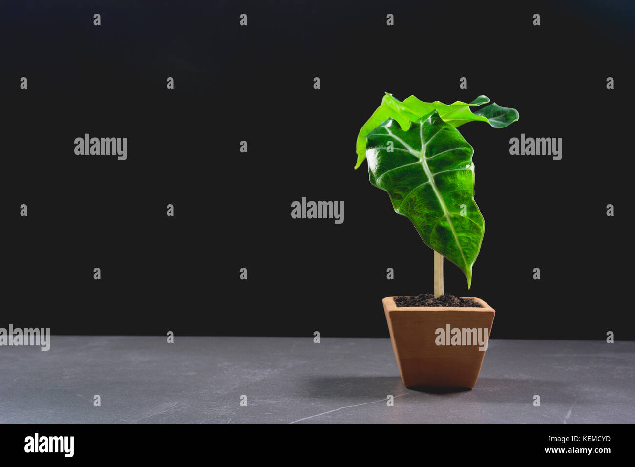 Green potted plant, trees in the pot on table and dark background Stock ...