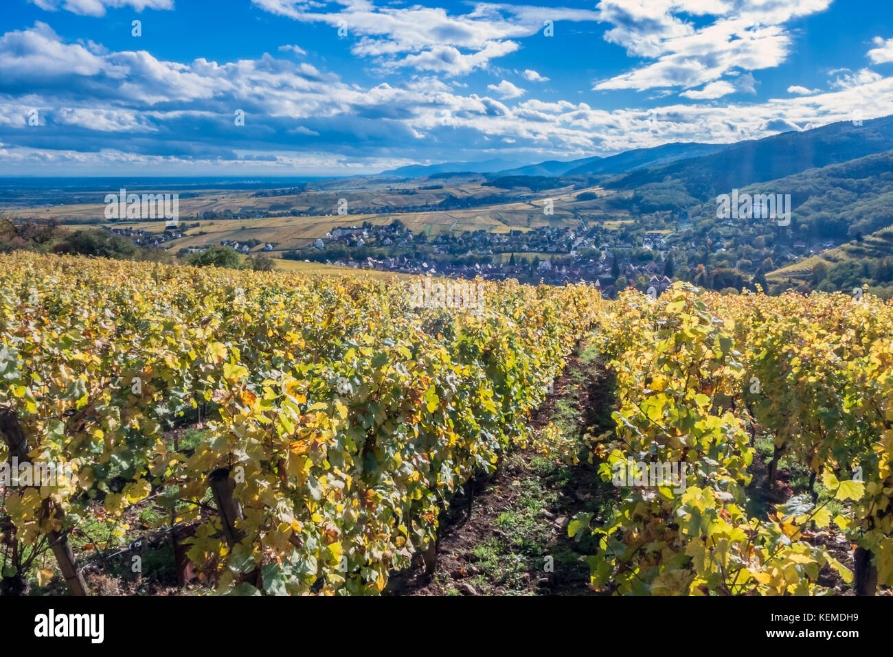Walking near the vineyards near Ribeauvillé in Alsace in France Stock ...