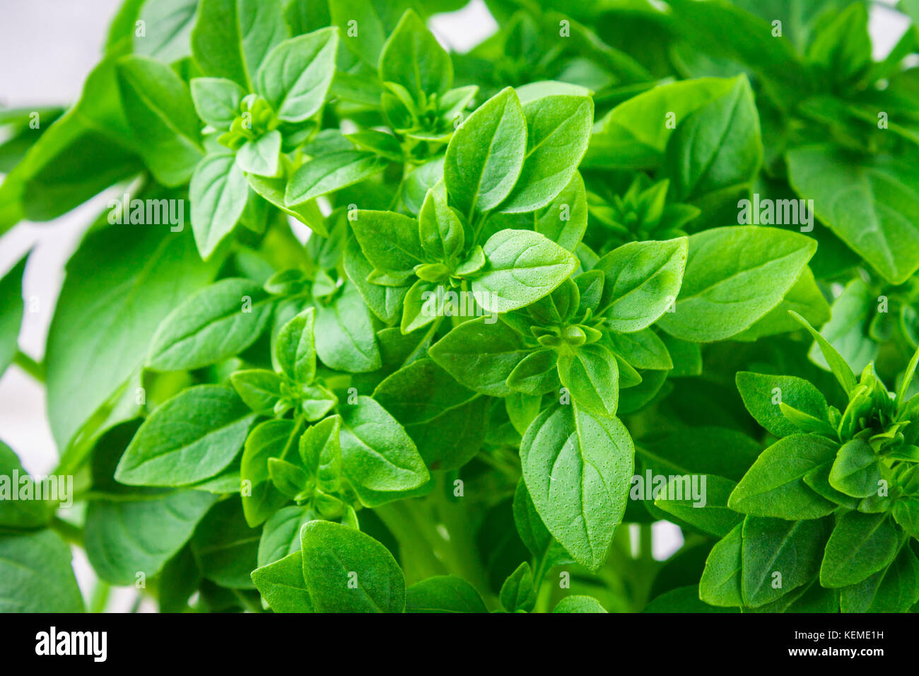 A bunch of green lemon basil on a white concrete table against a brick ...