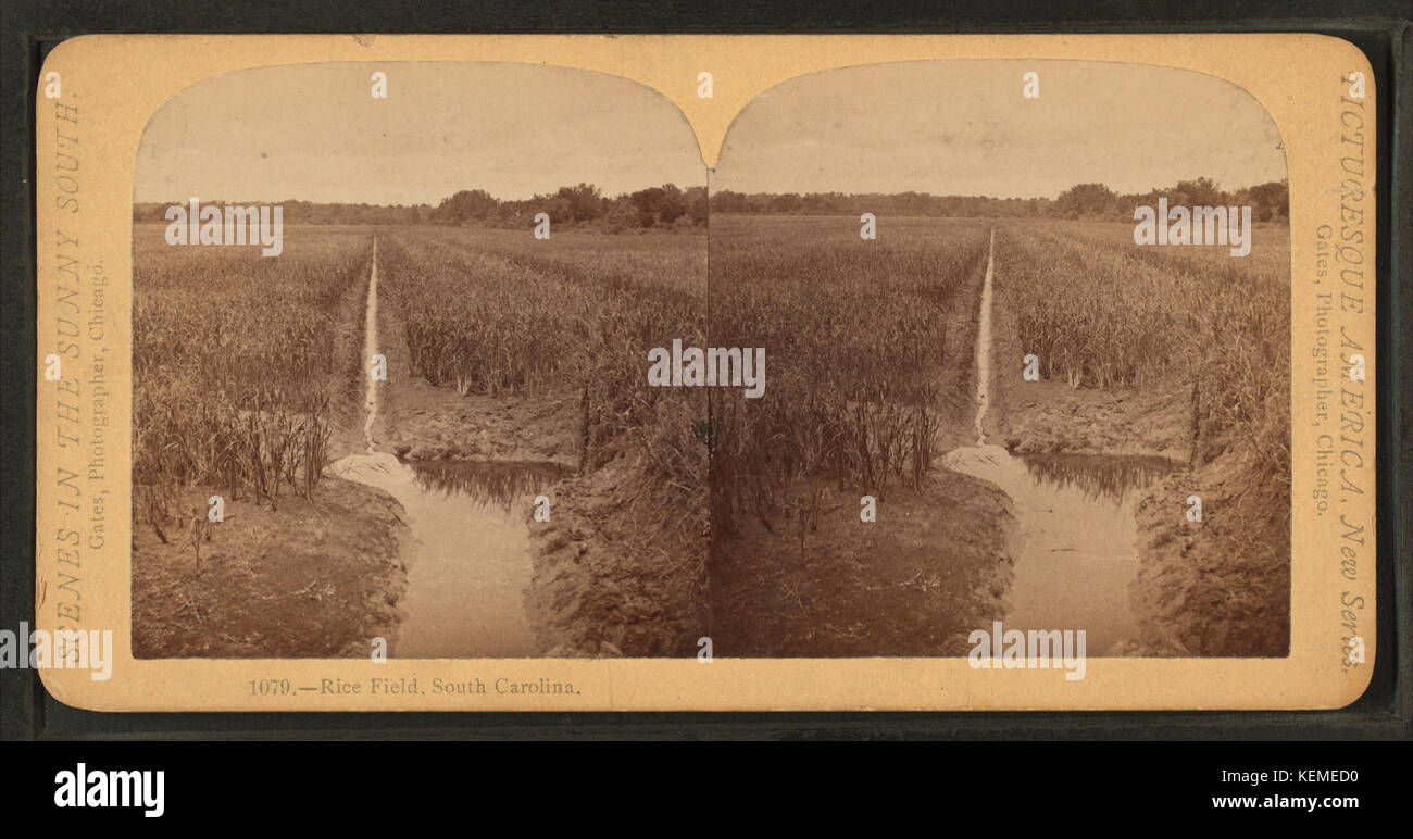 Rice field, South Carolina, from Robert N. Dennis collection of ...