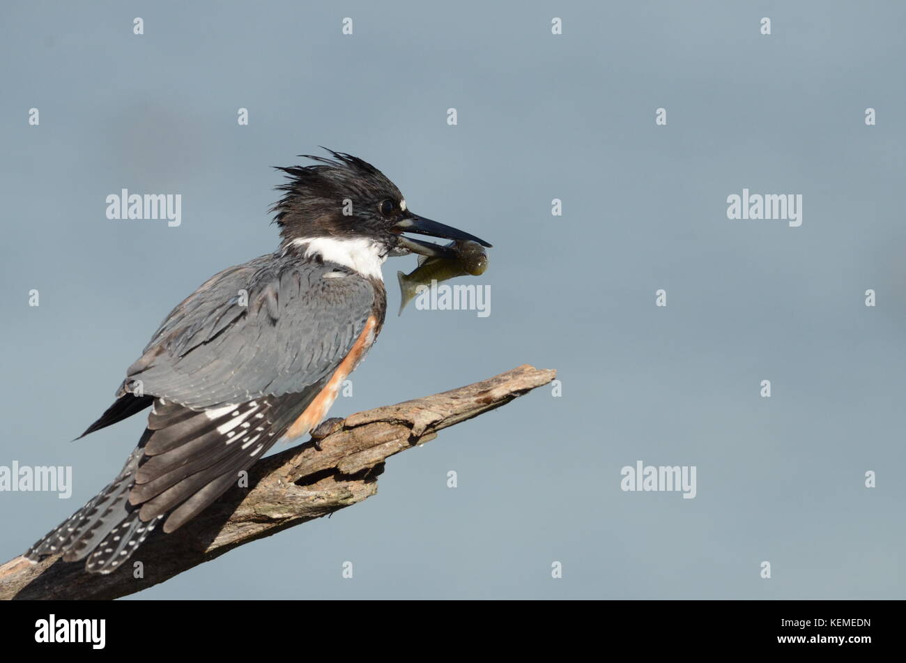 Belted Kingfisher with fish in beak Stock Photo - Alamy