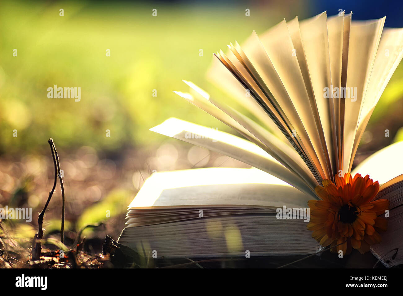open book with flower on grass Stock Photo - Alamy