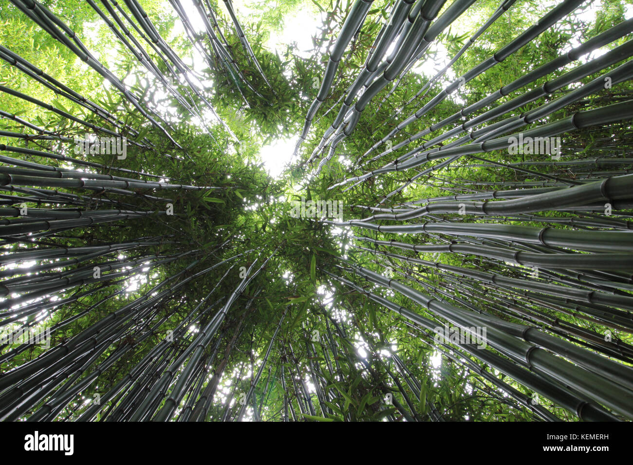 Tall thin green bamboo. View looking up into the leafy canopy Stock ...