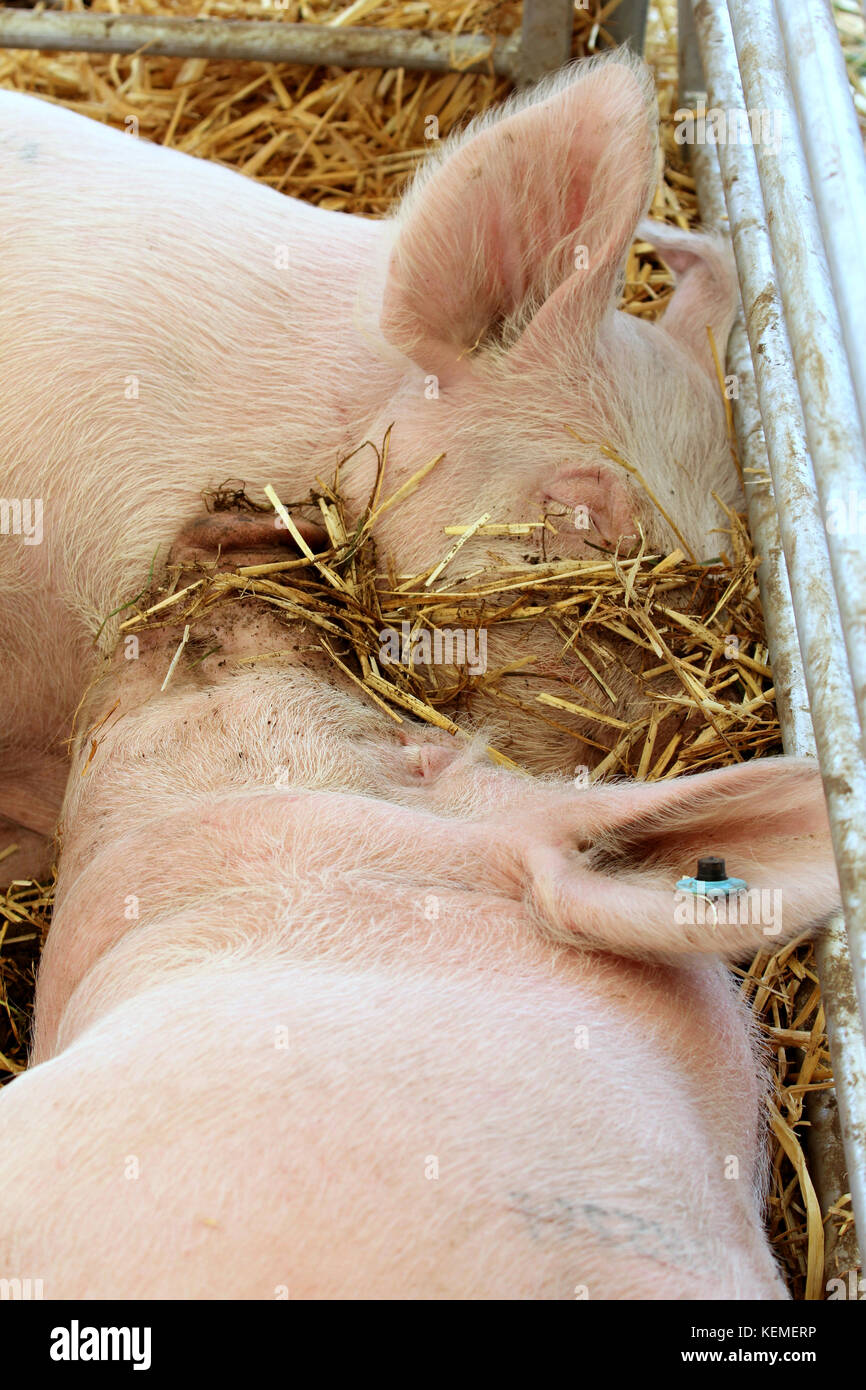 Two sleeping pigs Stock Photo - Alamy