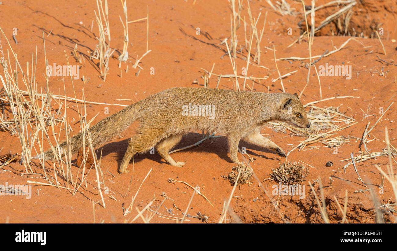 A yellow mongoose in the Kgalagadi Transfrontier Park, situated in the ...