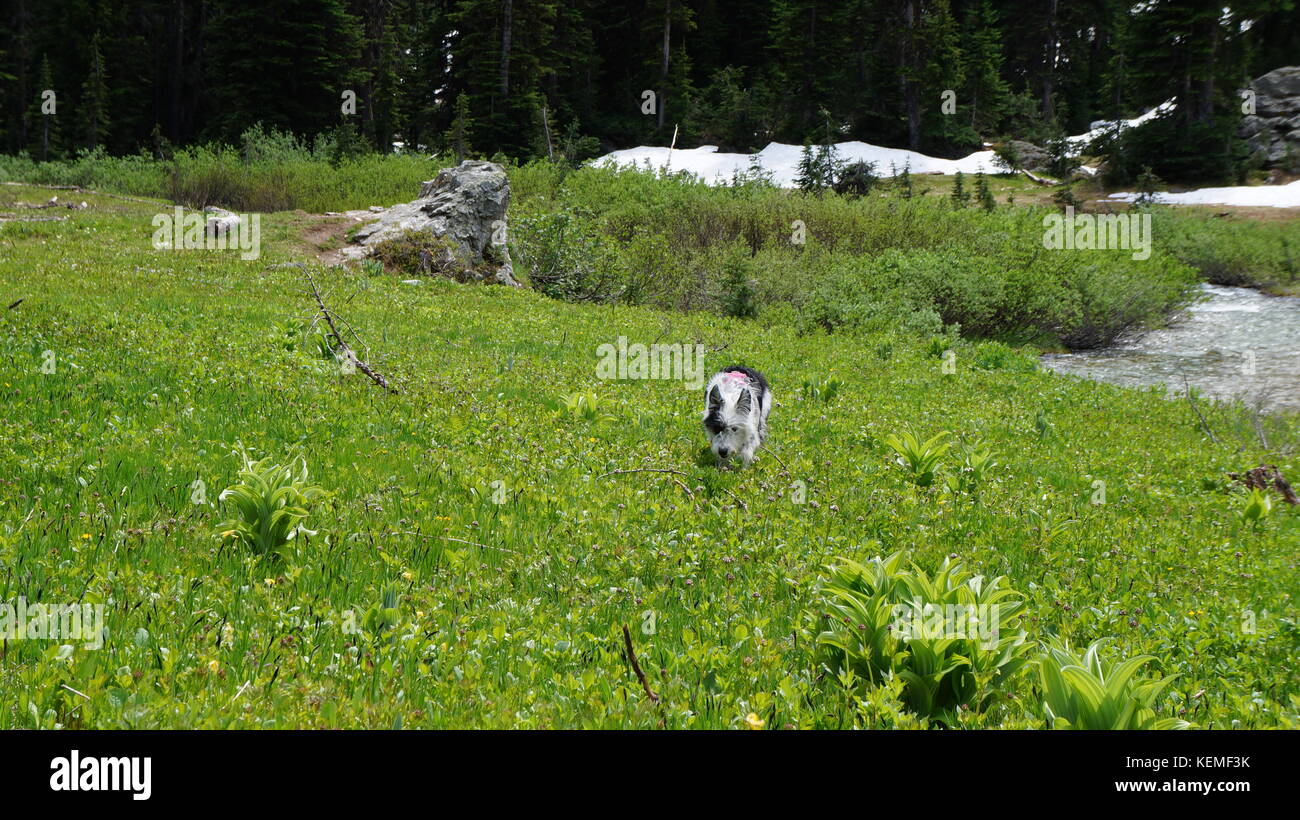 Exploring Washington State, the Great Pacific Northwest Stock Photo - Alamy