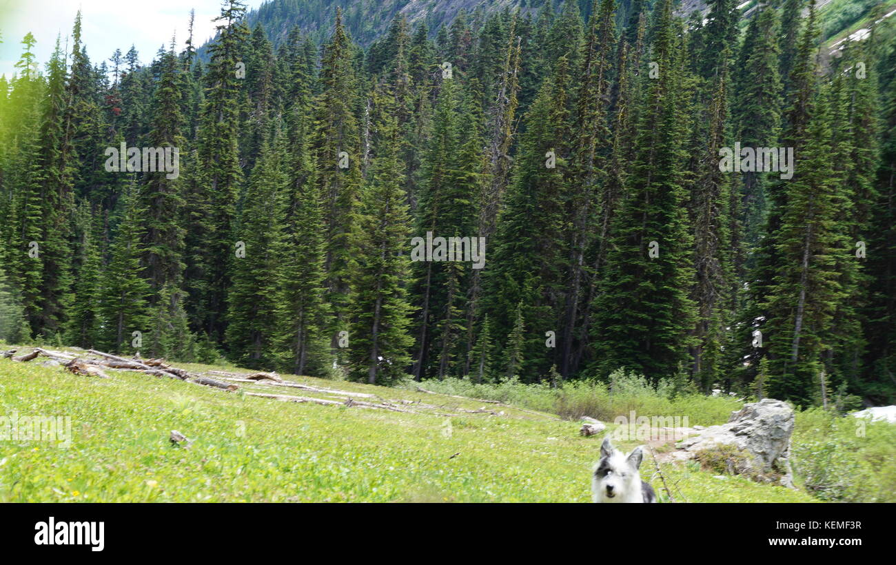 Exploring Washington State, the Great Pacific Northwest Stock Photo - Alamy