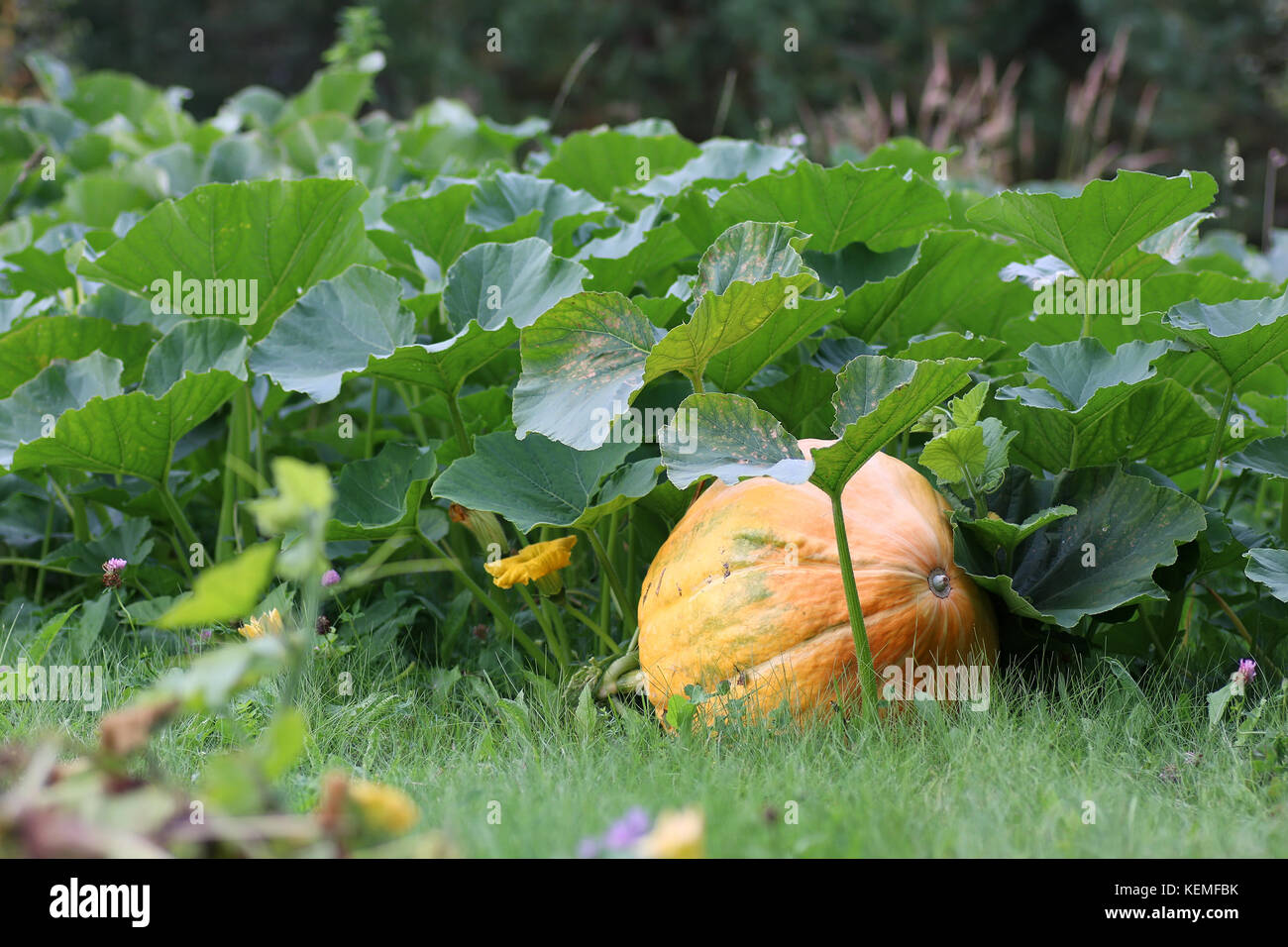 Pumpkin on house roof hi-res stock photography and images - Alamy