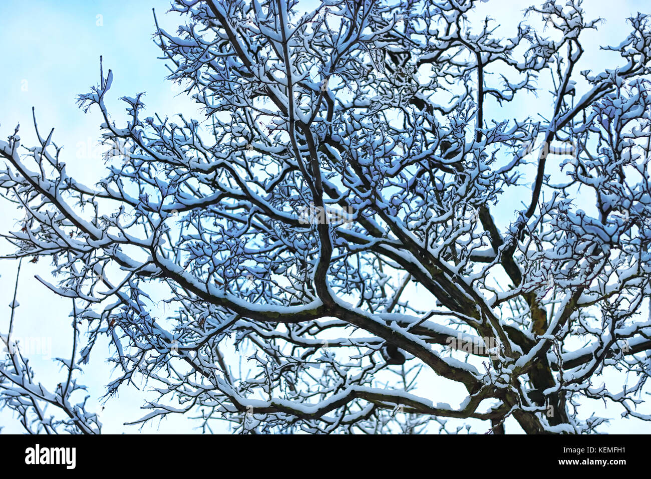 winter snow branch tree covered Stock Photo - Alamy