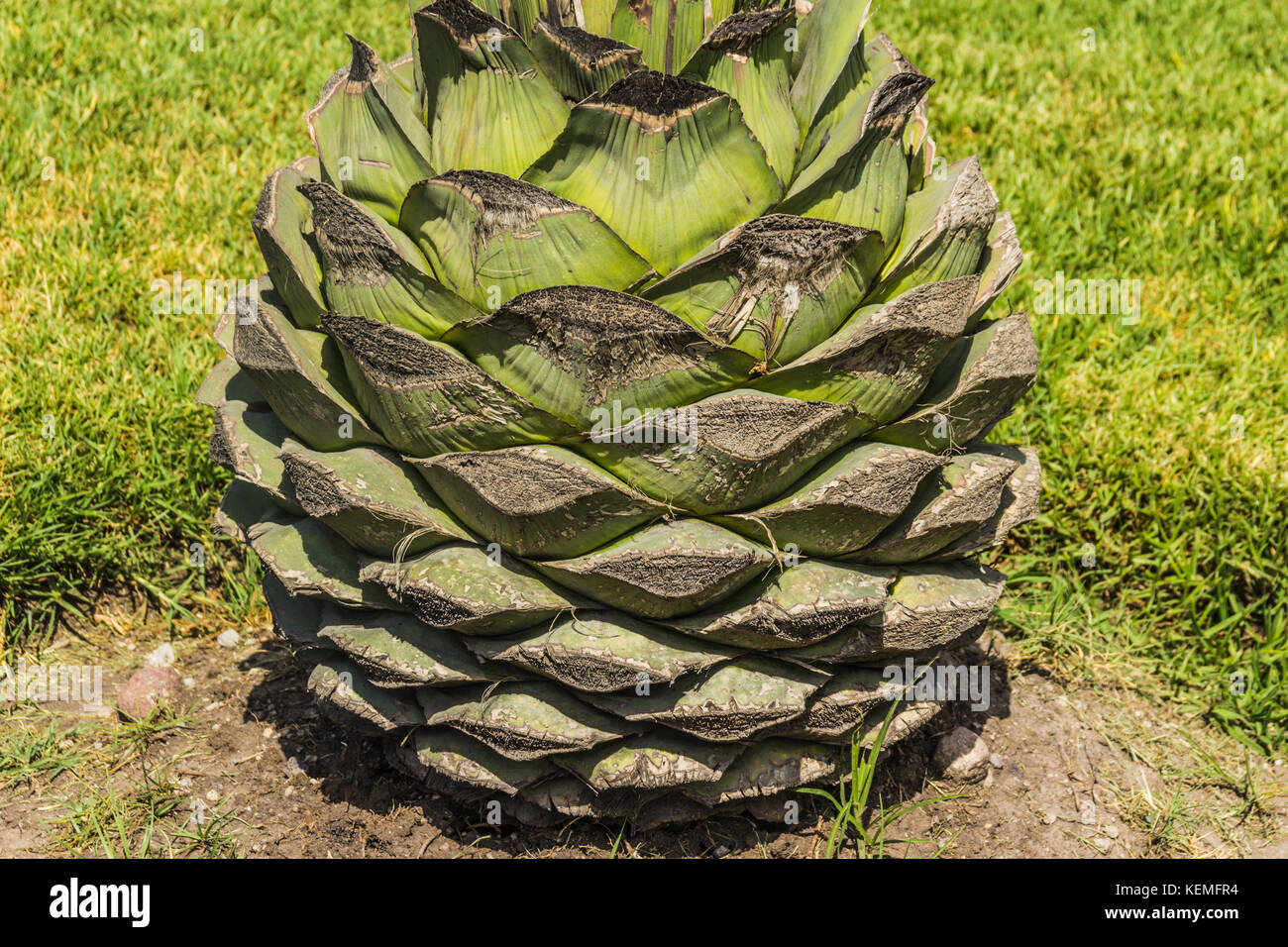 Maguey plant hi-res stock photography and images - Alamy