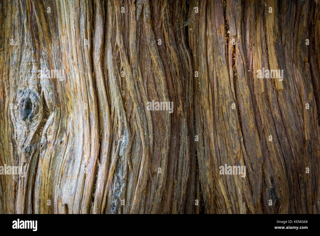 Brown Wood tree texture with knag in day light Stock Photo - Alamy