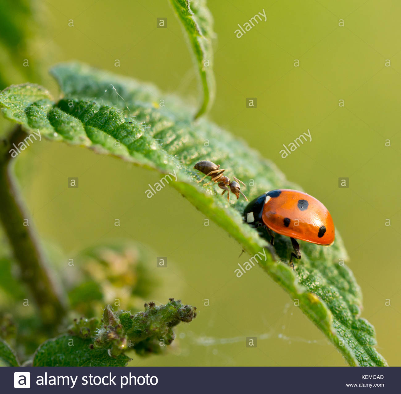 Insect Attacks High Resolution Stock Photography and Images - Alamy