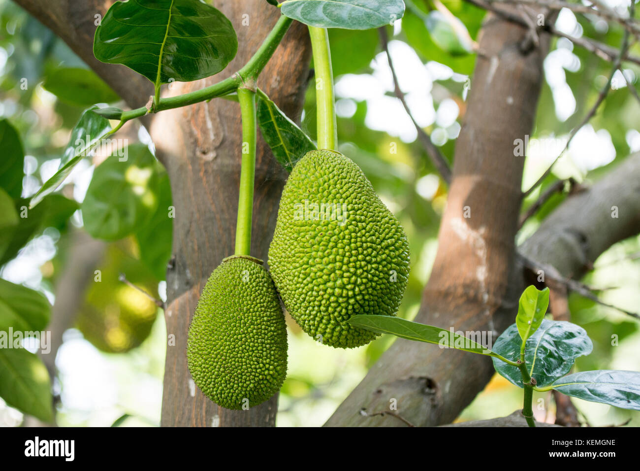 tropical jackfruit on the tree Stock Photo - Alamy