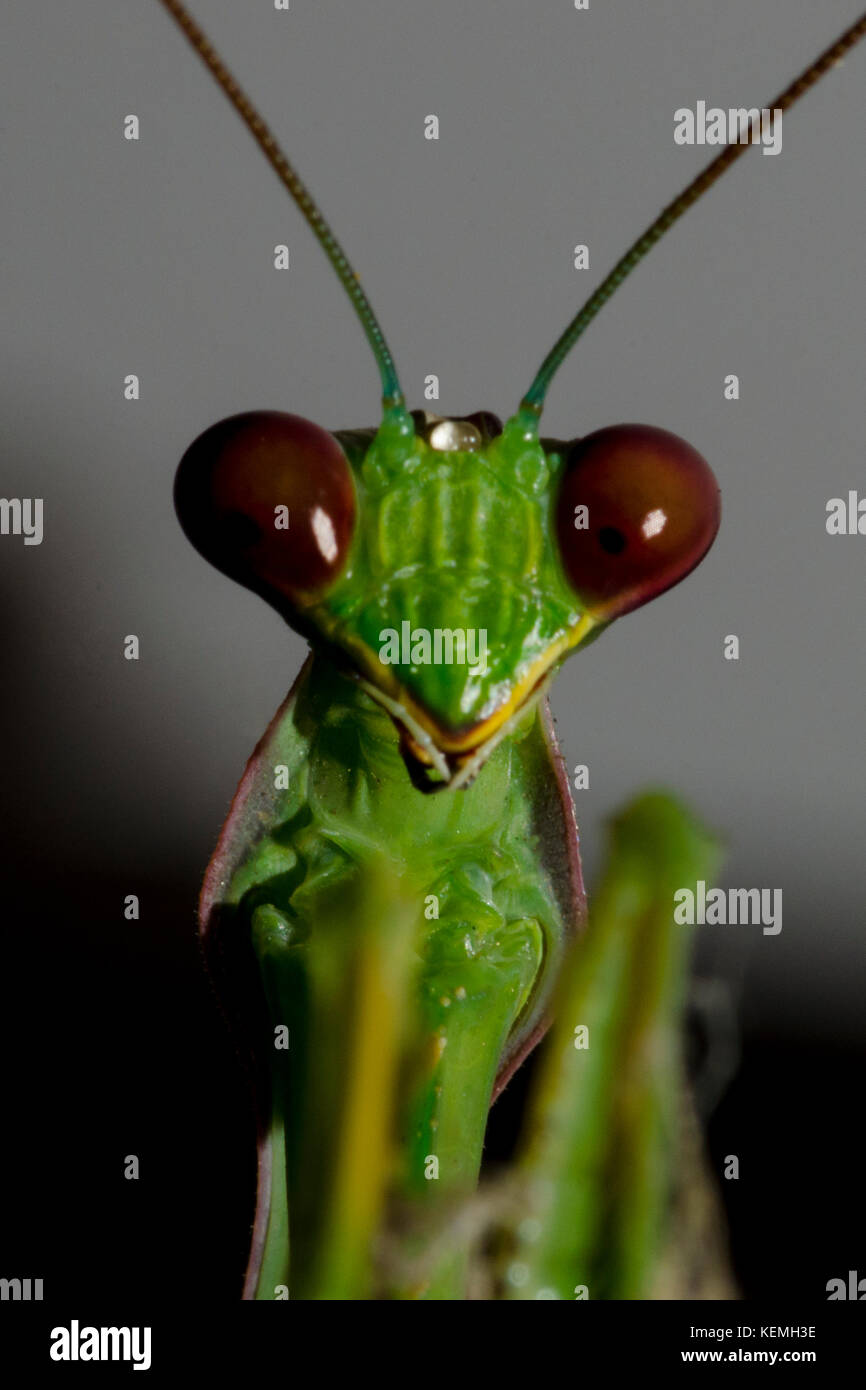 Praying mantis eyes hi-res stock photography and images - Alamy