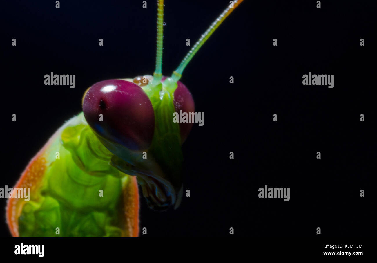 Praying Mantis Eyes High Resolution Stock Photography and Images - Alamy