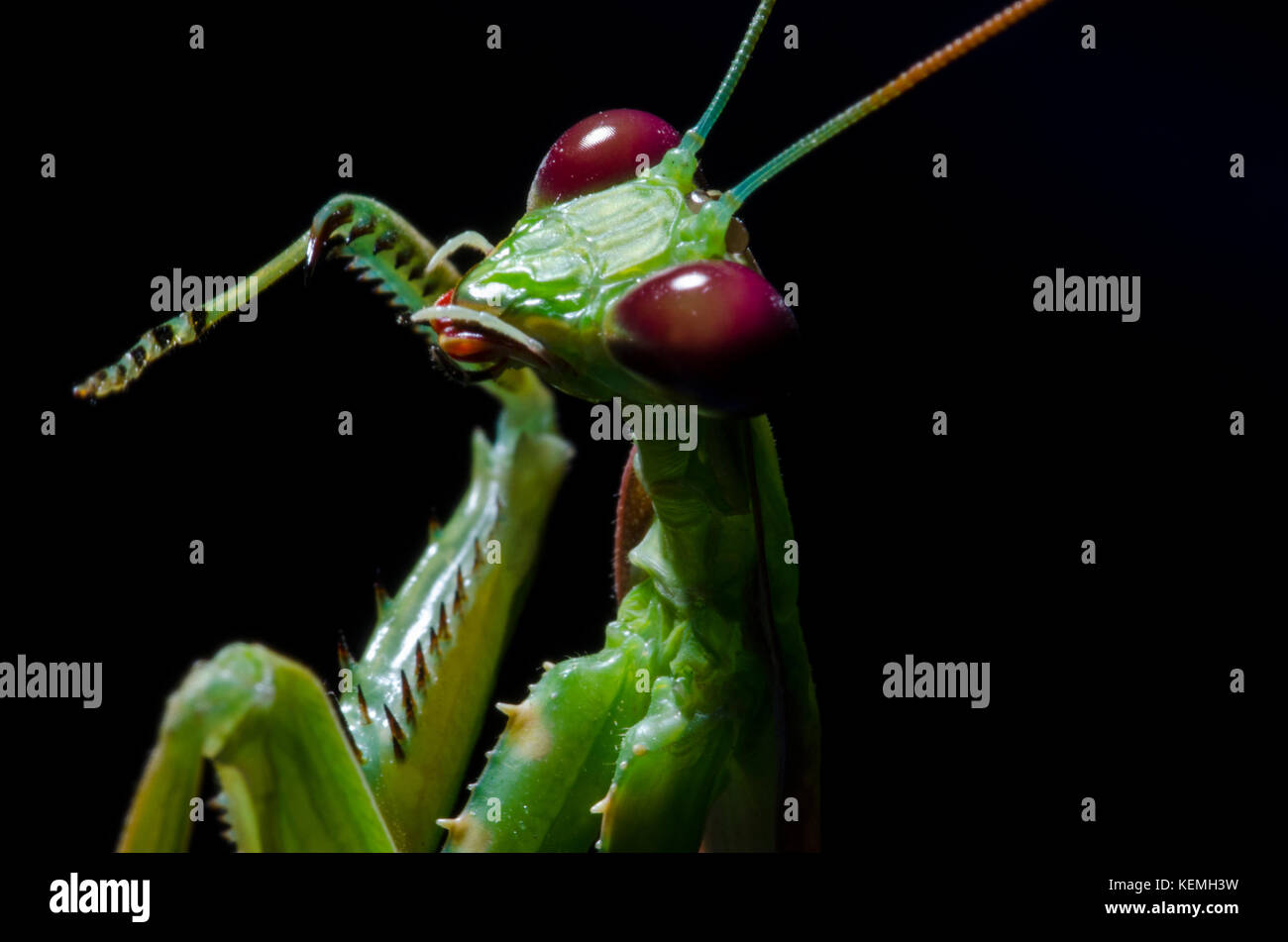 Praying mantis eye hi-res stock photography and images - Alamy