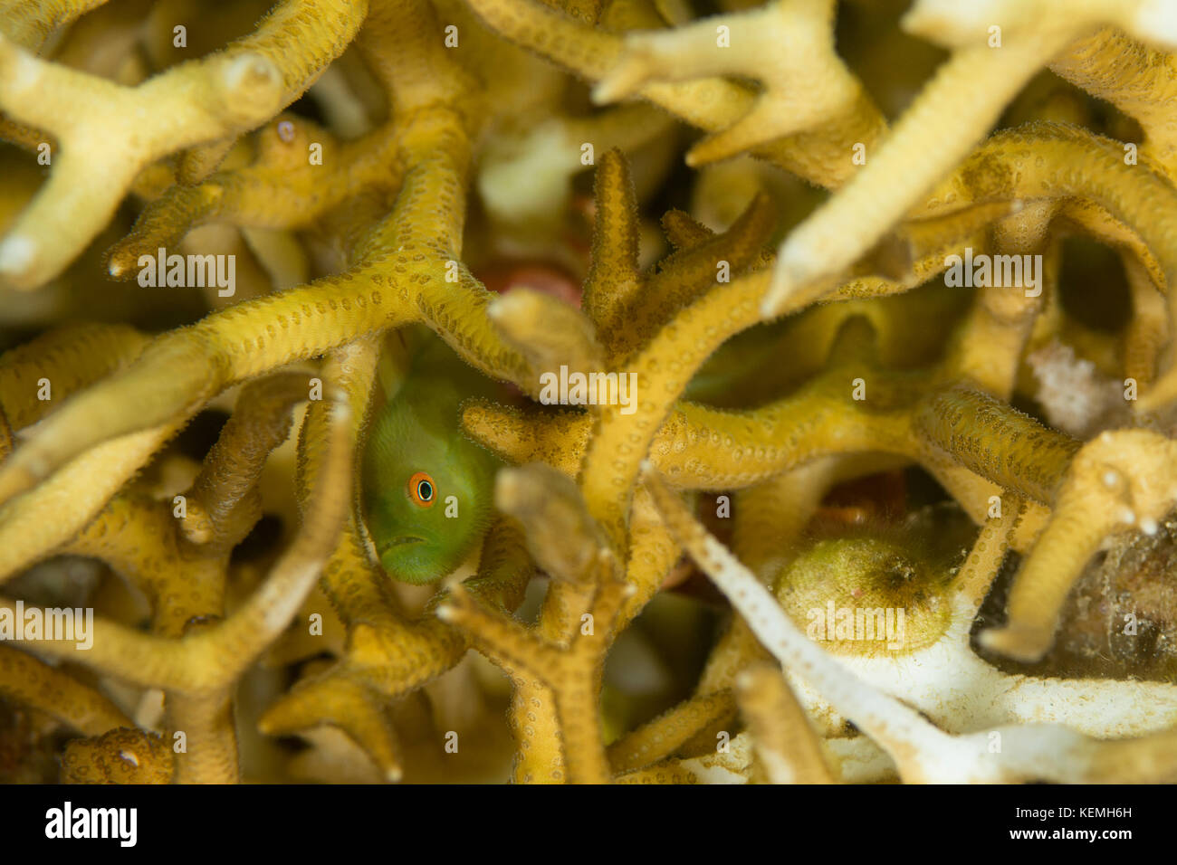 Hairy goby hi-res stock photography and images - Alamy