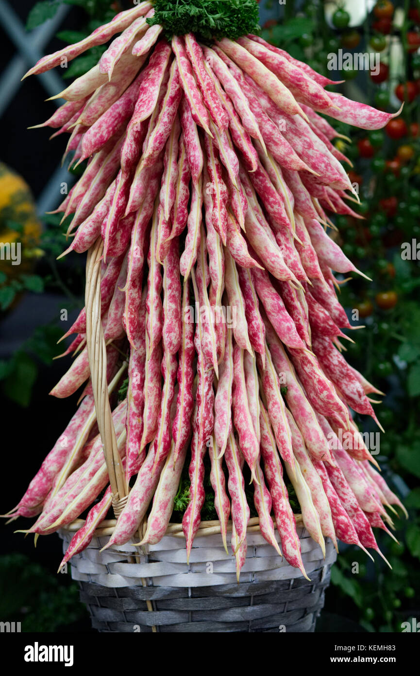 Climbing vegetables hi-res stock photography and images - Alamy