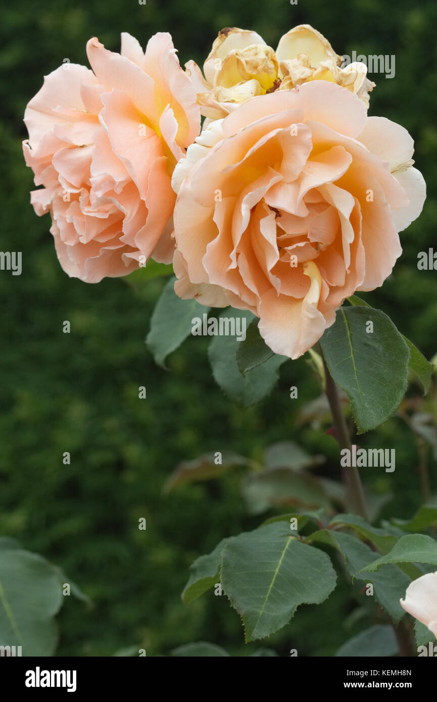 Peach english rose Stock Photo - Alamy