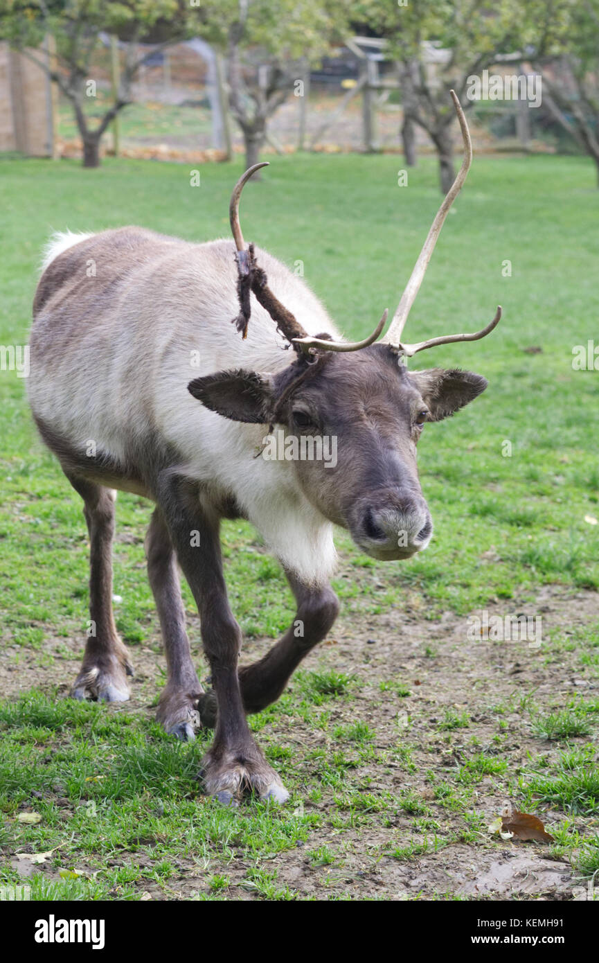 Reindeer mouth hi-res stock photography and images - Alamy