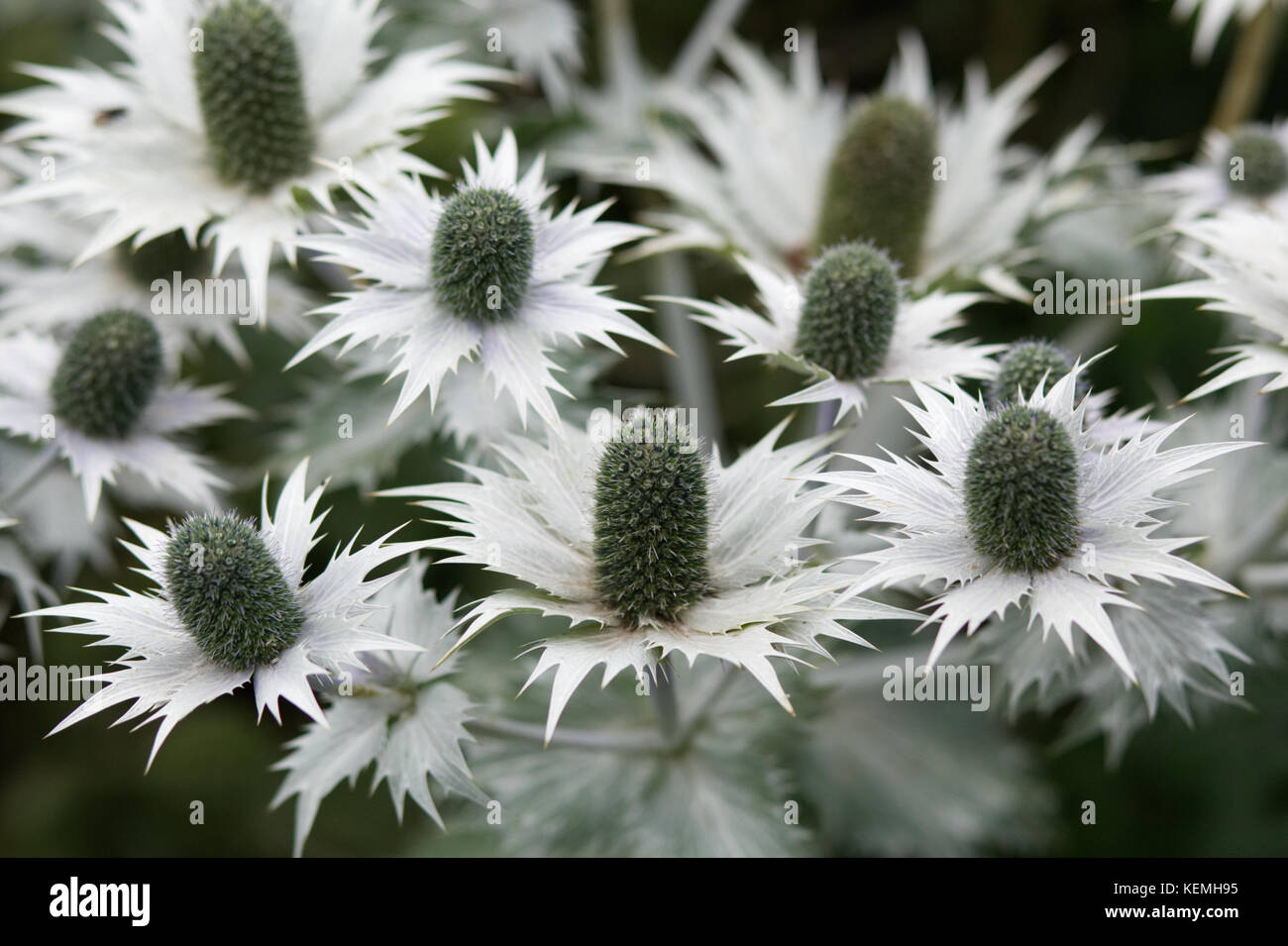Eryngium / Sea holly plant Stock Photo - Alamy