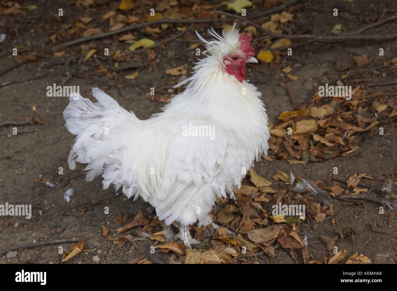 Curly feathered white rooster Stock Photo - Alamy