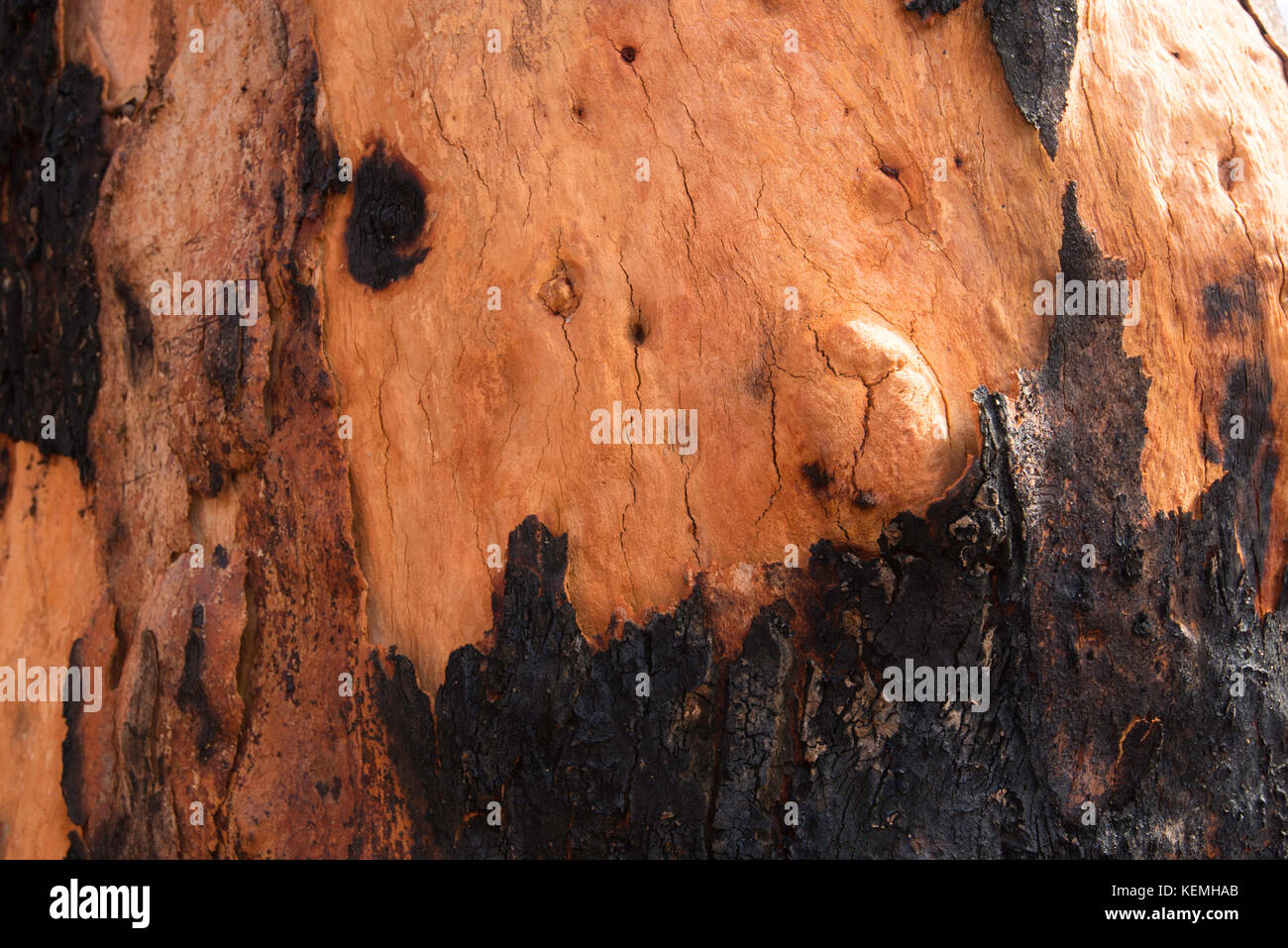 Tree trunk of a eucalyptus tree hi-res stock photography and images - Alamy