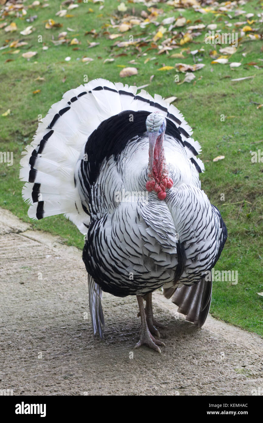 The Royal Palm Turkey Stock Photo - Alamy
